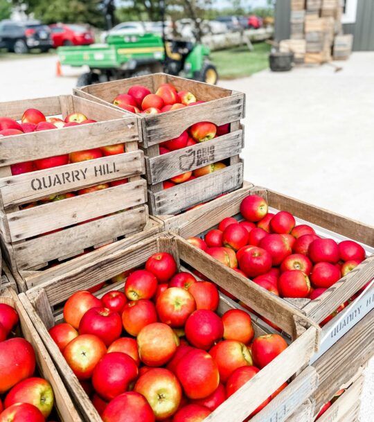 Pick-Your-Own Fruit | Quarry Hill Orchards