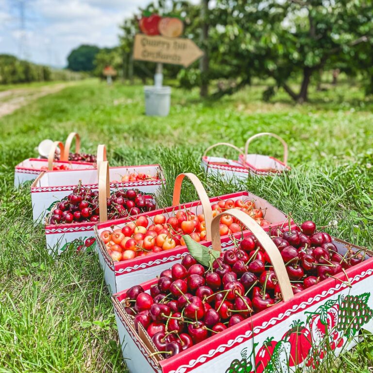 Pick-Your-Own Fruit | Quarry Hill Orchards