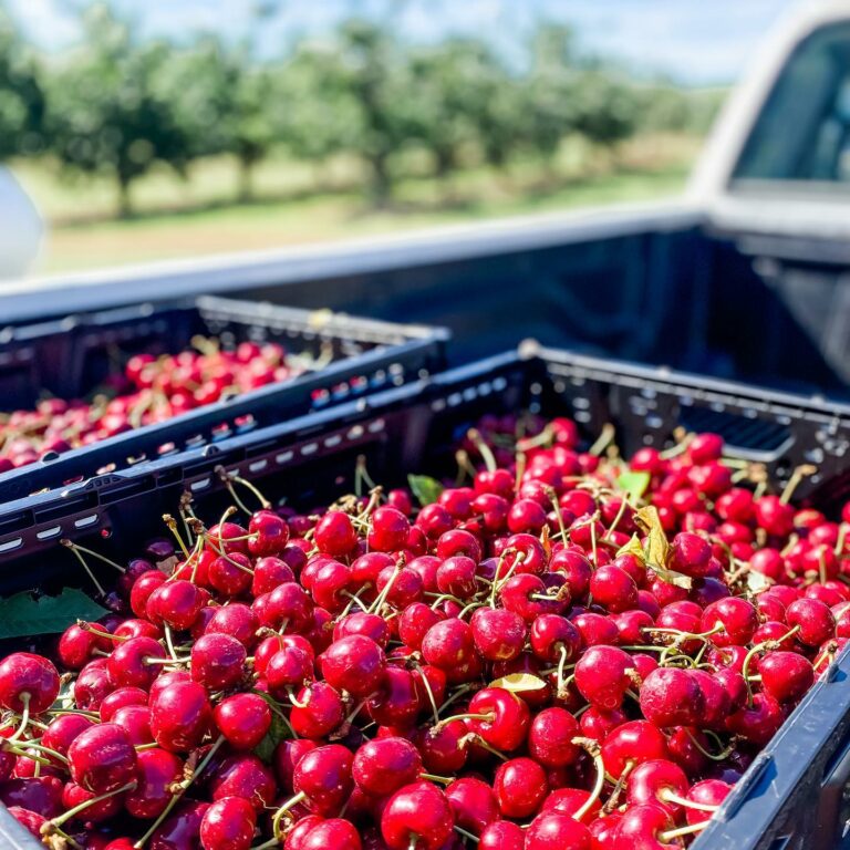 Pick-Your-Own Fruit | Quarry Hill Orchards