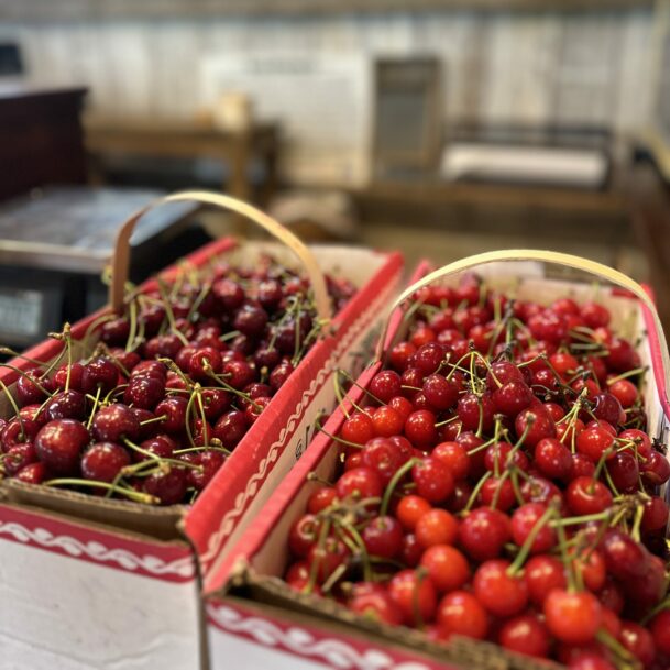 Pick-Your-Own Fruit | Quarry Hill Orchards
